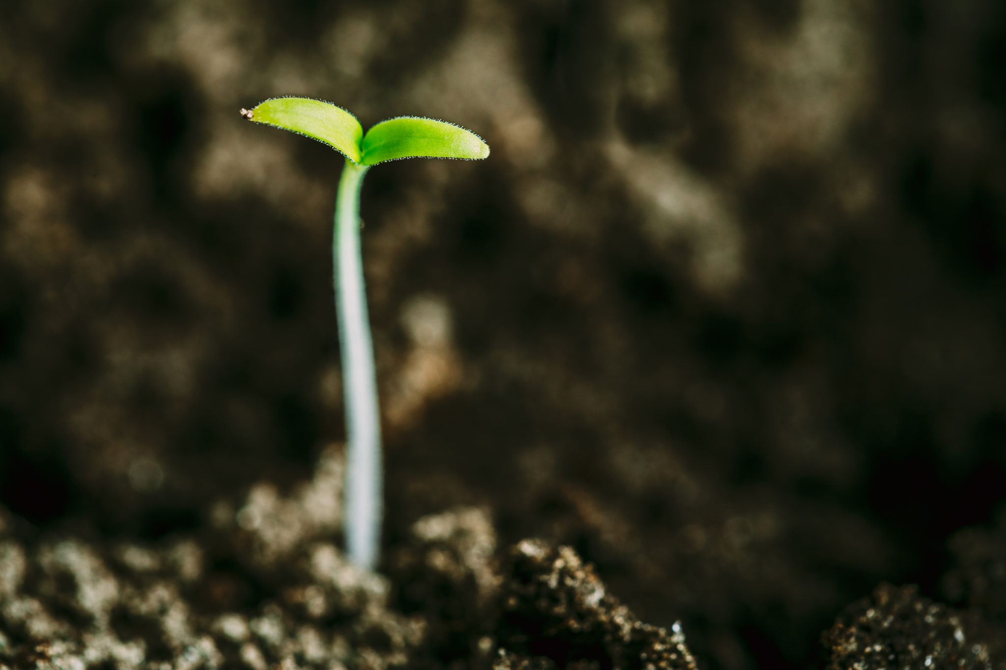 Visotec, identité visuelle extérieure des marques